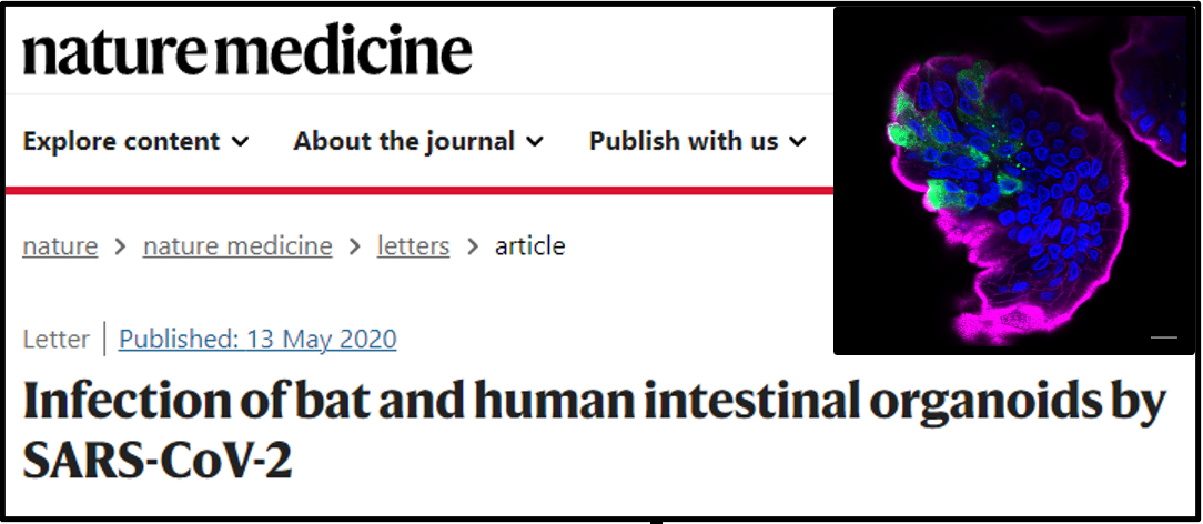 Human and bat intestinal organoid - SARS20 Microbiology HKU